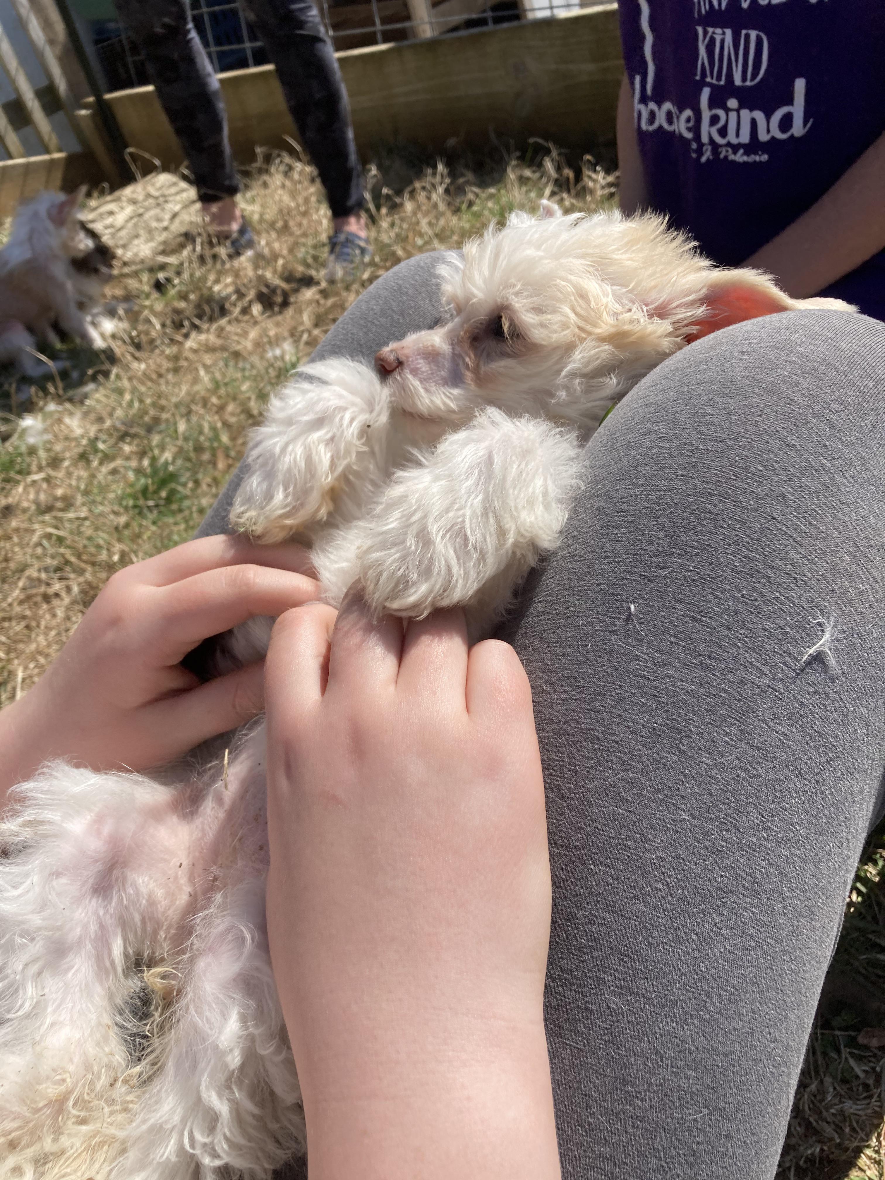 Pearl, a powder puff chinese crested pup :) | Scrolller
