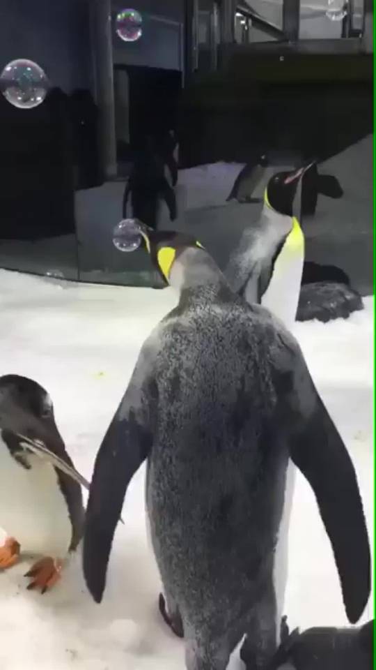 Penguins and bubbles. | Scrolller