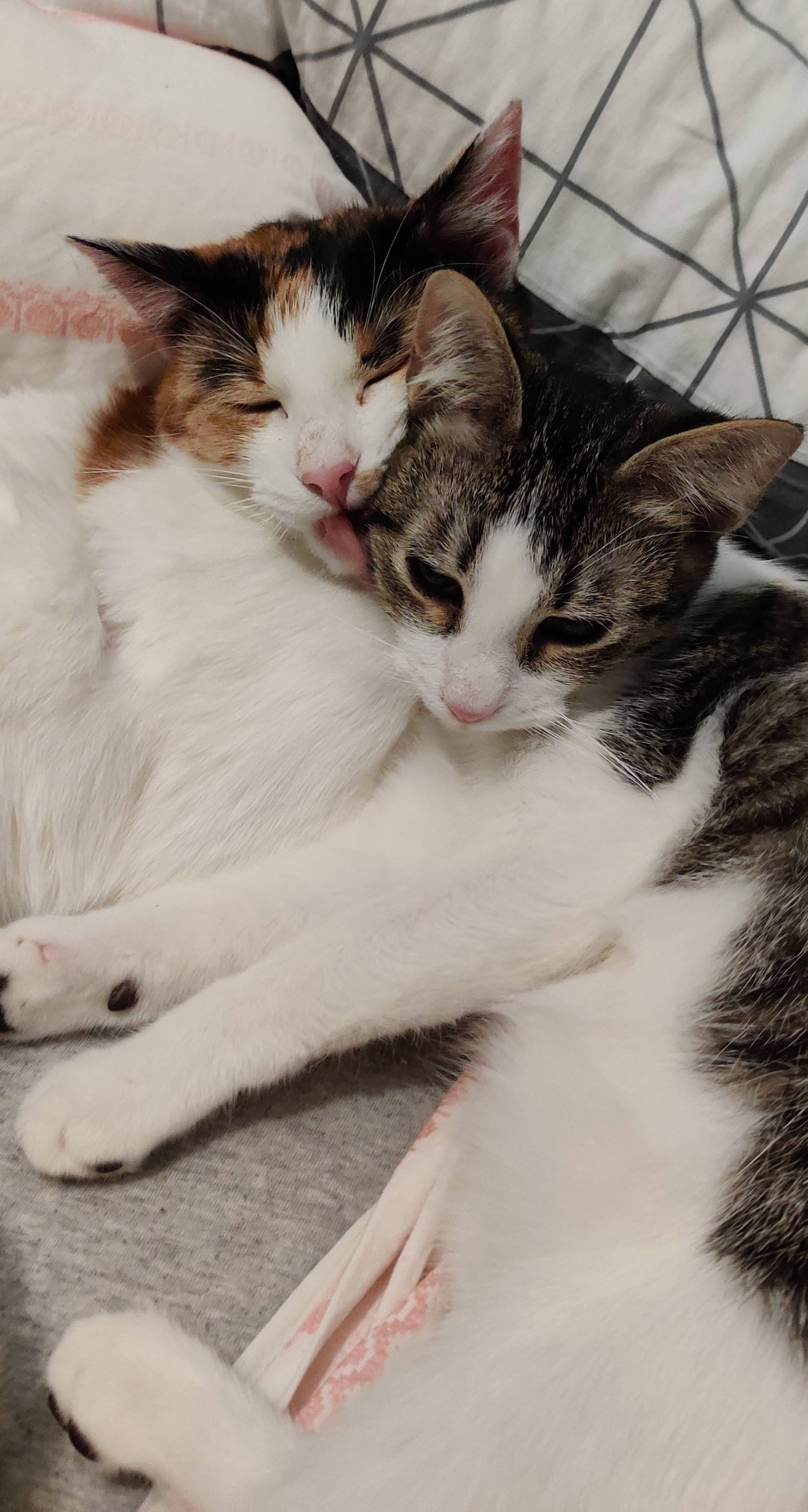 Penny + Basil = Love | Scrolller