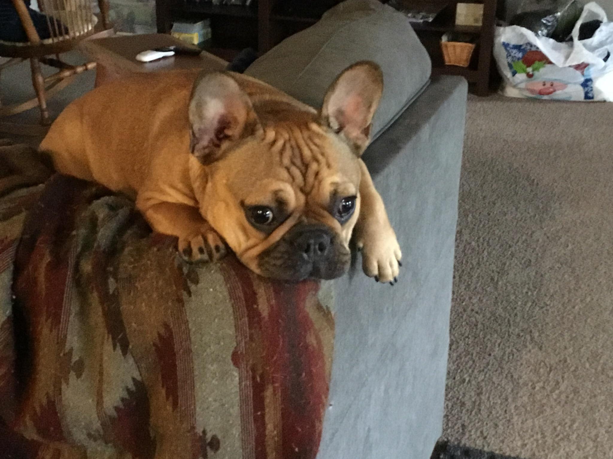 Penny the couch gremlin! | Scrolller