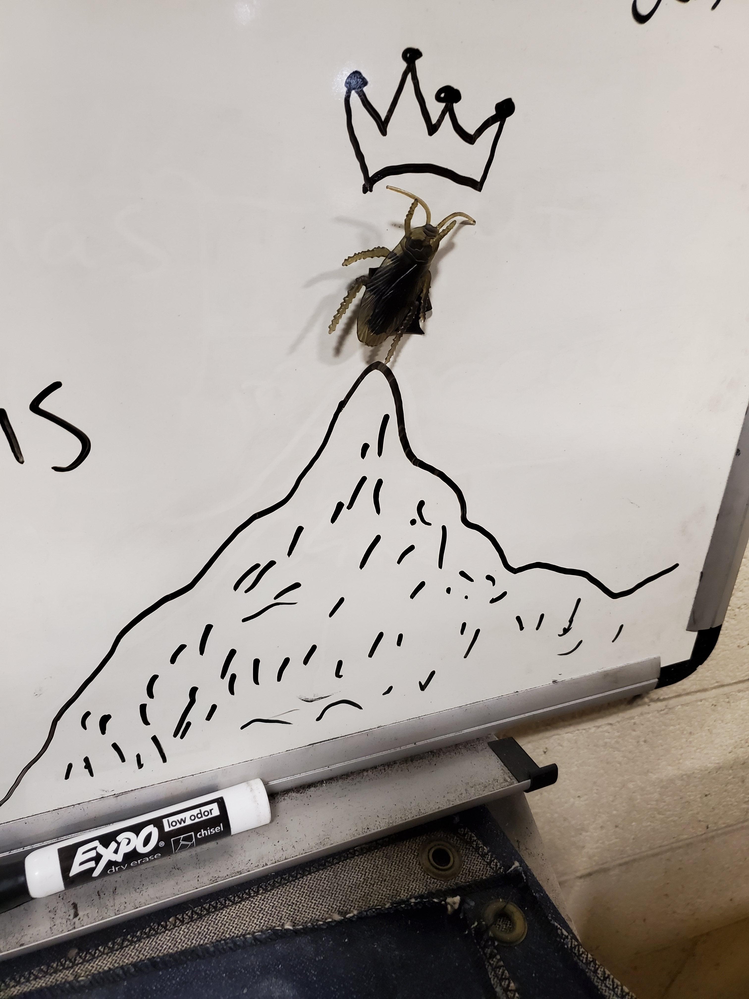 People at my work have been putting fake cockroaches everywhere. So this is what I did ...