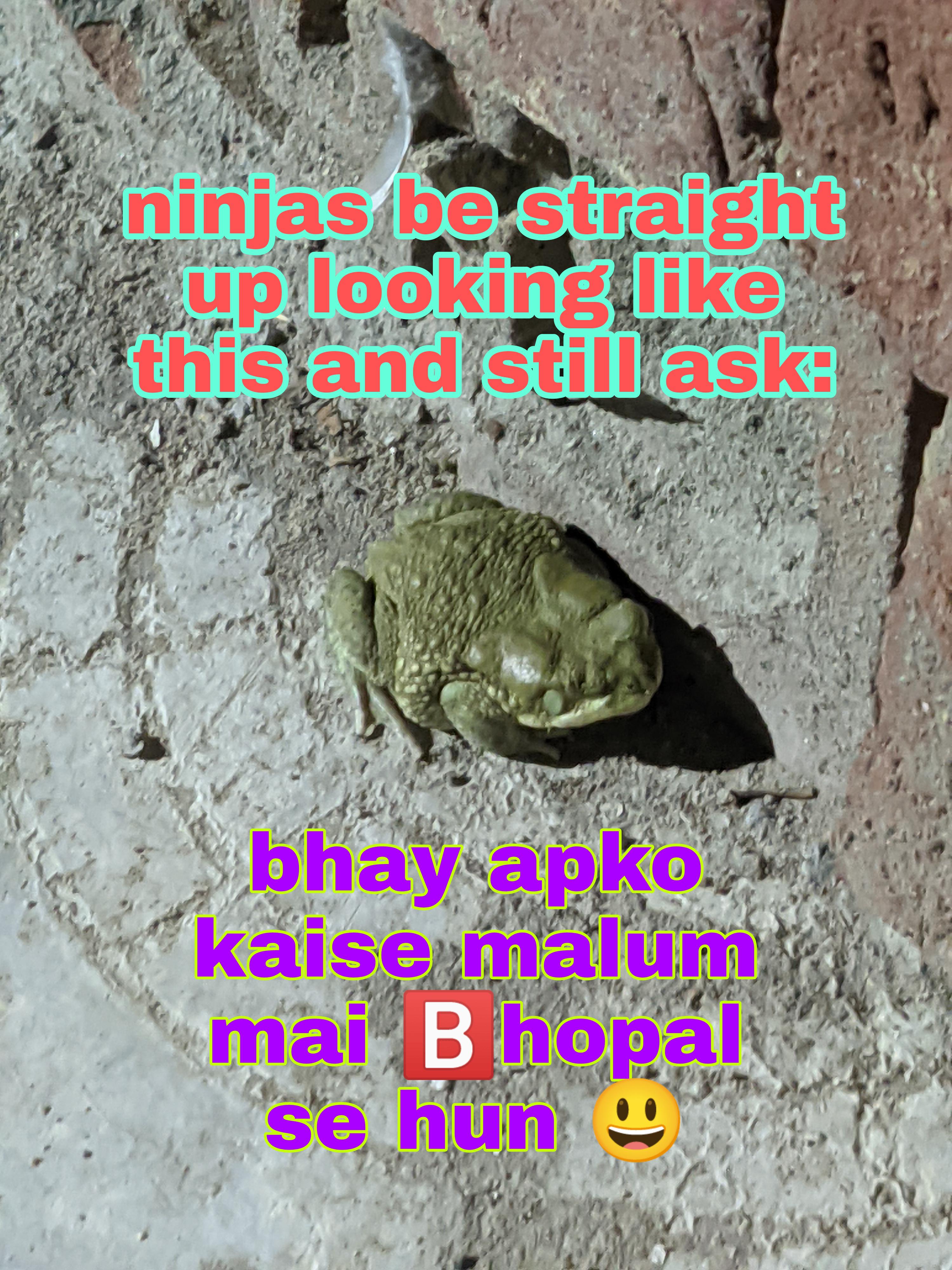 pepe the Frog | Scrolller