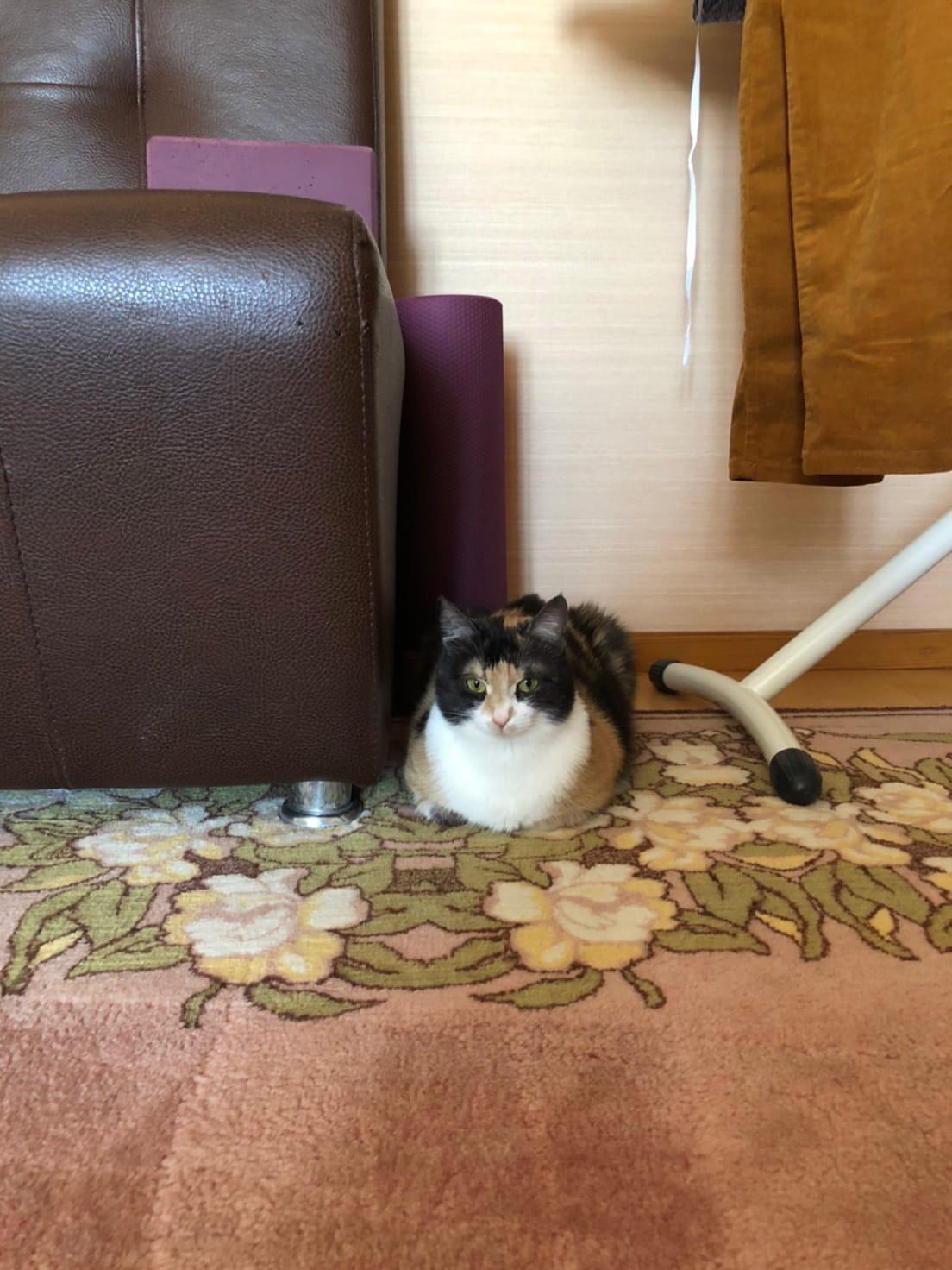 Perfect spot to become a loaf | Scrolller