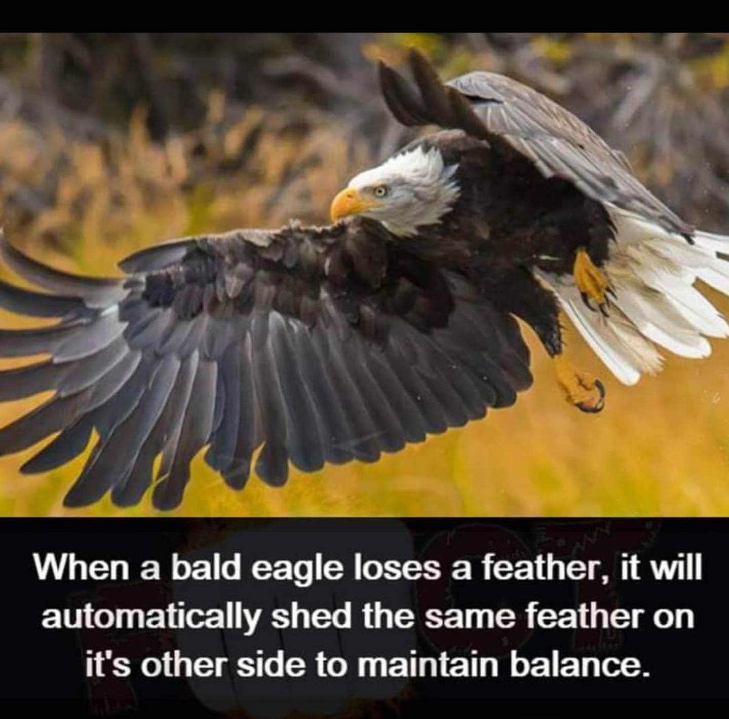 Perfectly Balanced Eagle | Scrolller