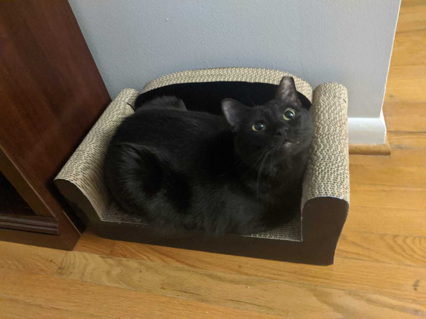 Persephone discovered her scratching post is also a cat-sized couch | Scrolller