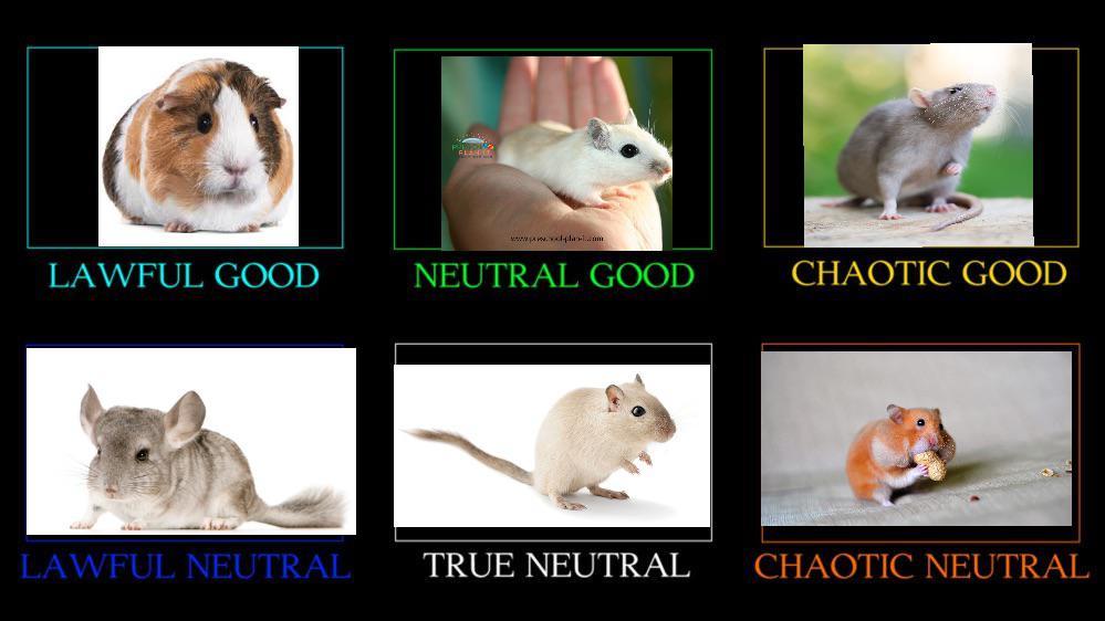 Pet rodent D&D alignment chart | Scrolller