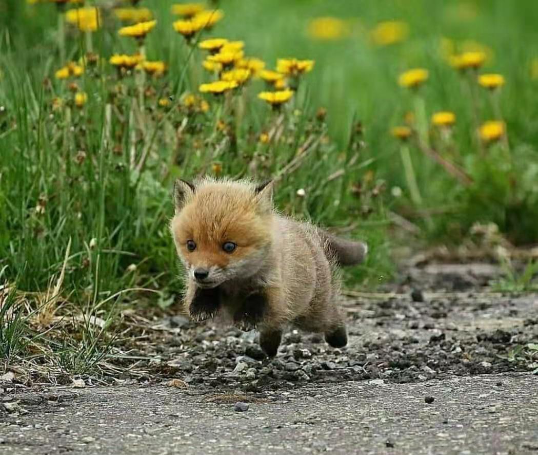 Peter Pan~ | Scrolller