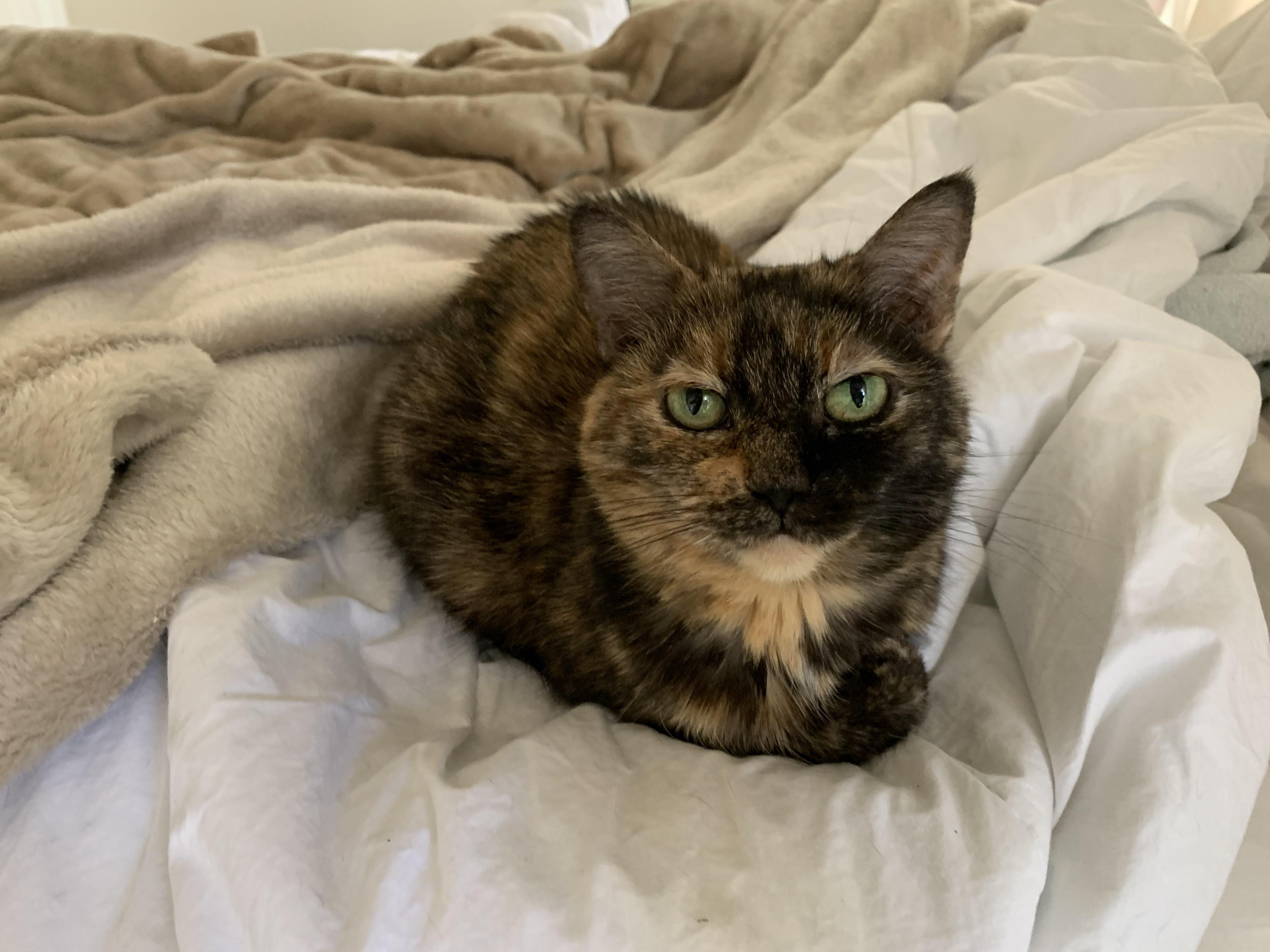 Petit loaf | Scrolller
