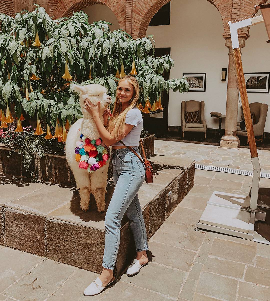 Petting An Alpaca | Scrolller