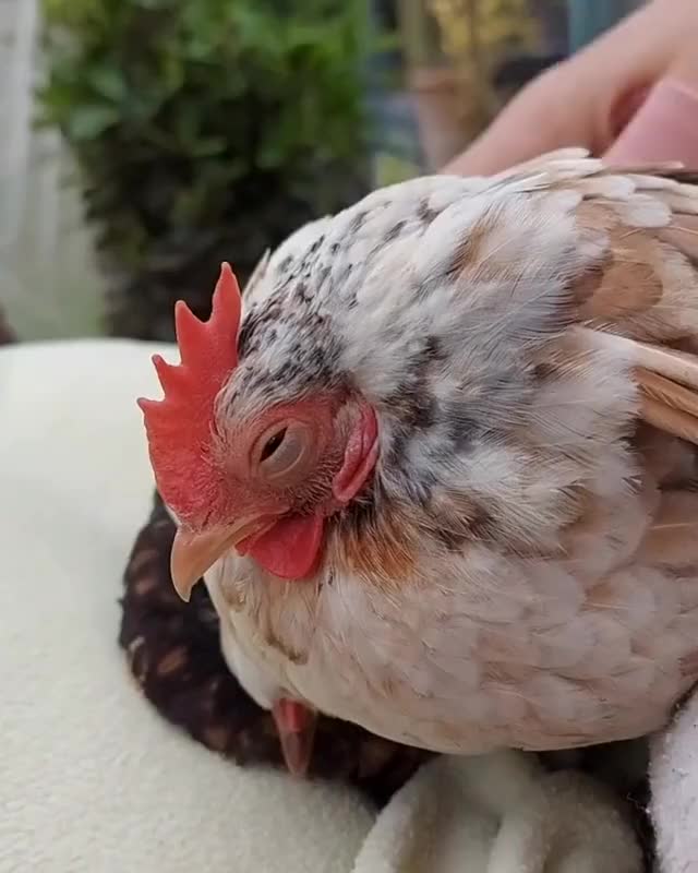 Petting the birds | Scrolller