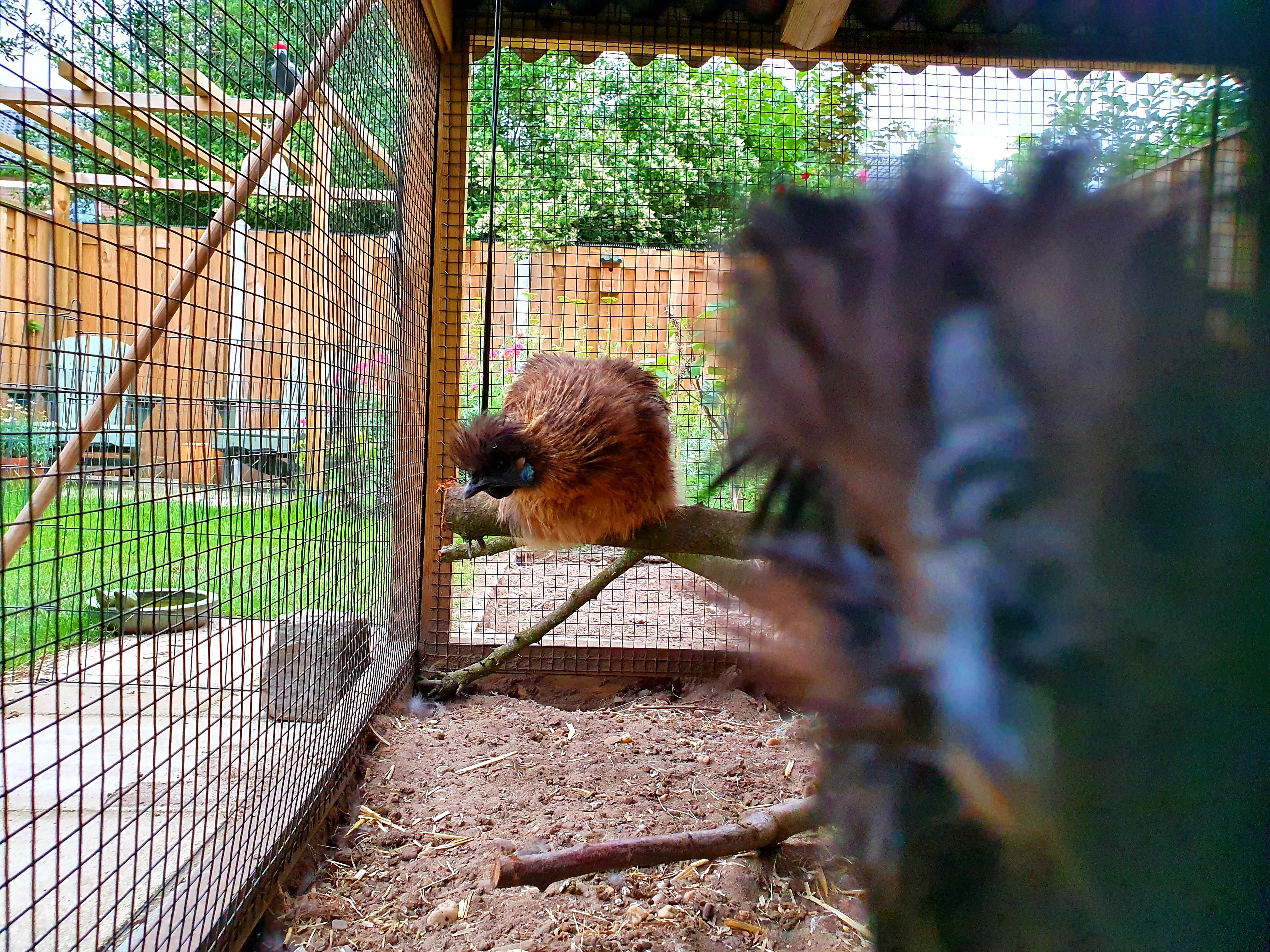 Photobombing a chick on a swing | Scrolller