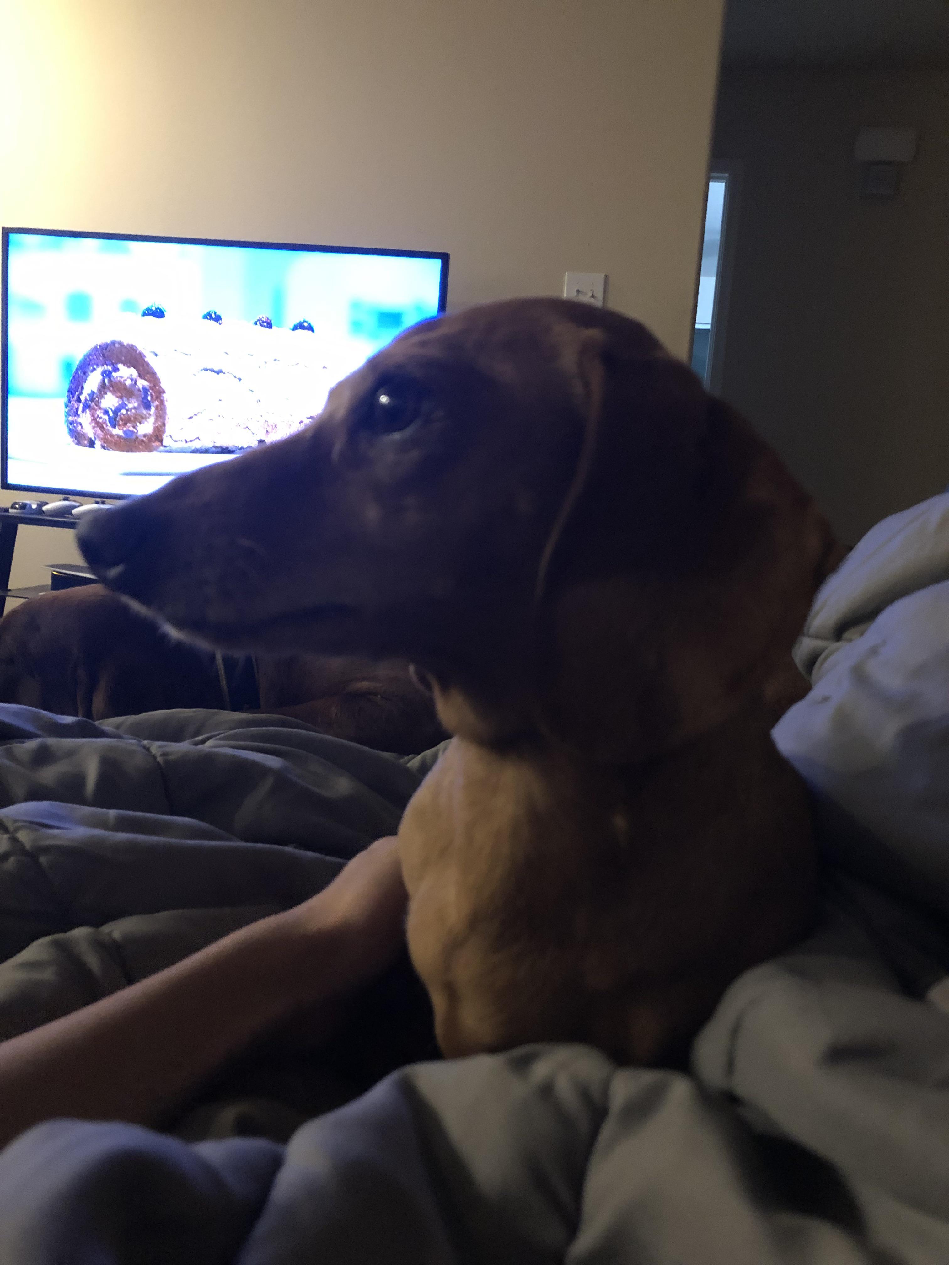 Pic of one of my dogs | Scrolller