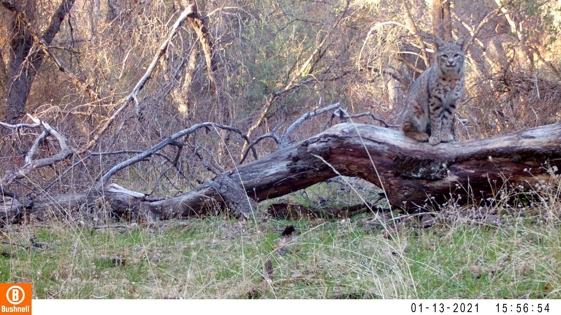 Picture perfect bobcat | Scrolller