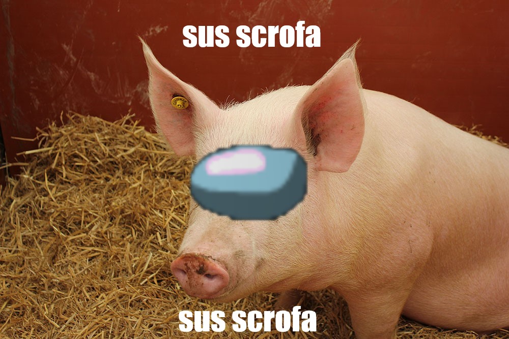pig | Scrolller