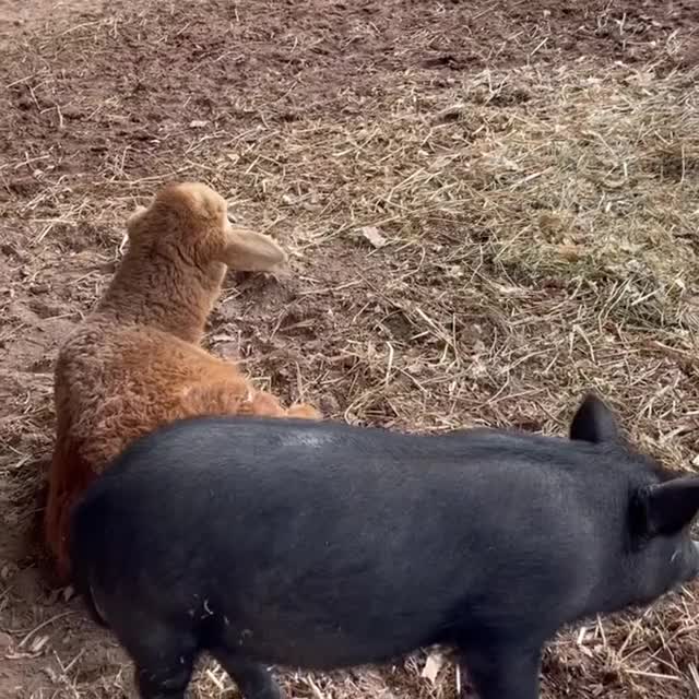 Pig and sheep pals | Scrolller