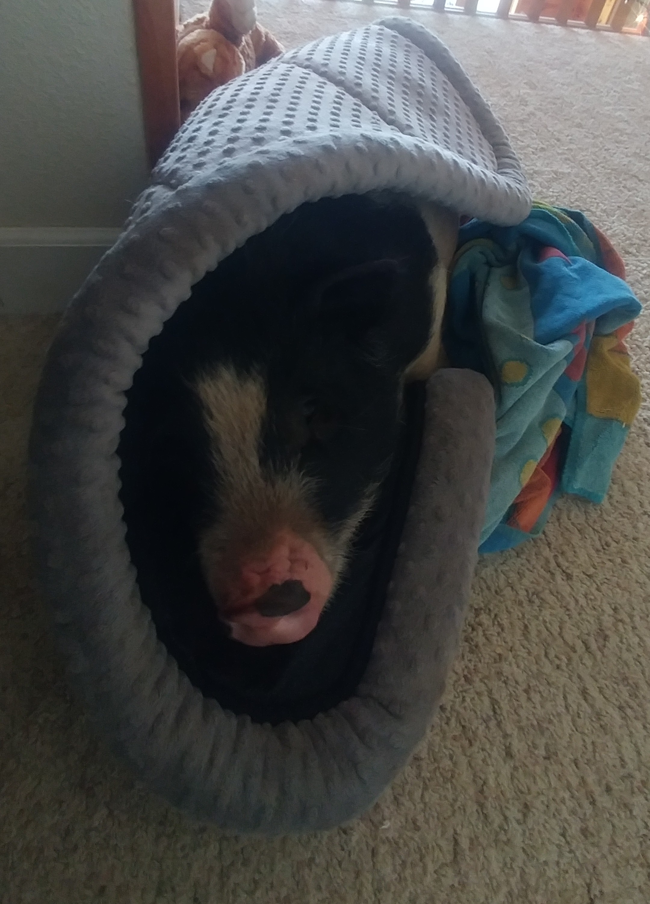 Pig in a blanket | Scrolller