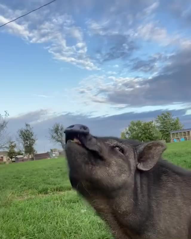 Pig with a big smile | Scrolller