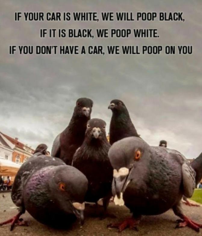 Pigeons logic | Scrolller