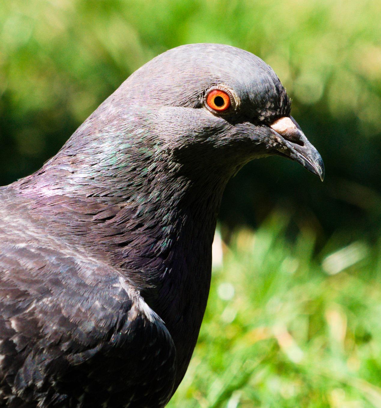 Pigeon's profile. | Scrolller