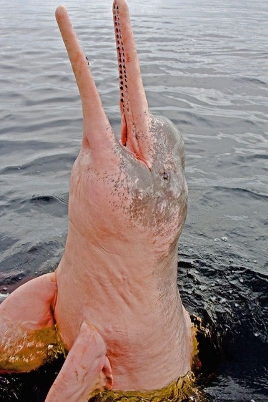 Amazonian pink freshwater dolphin | Scrolller
