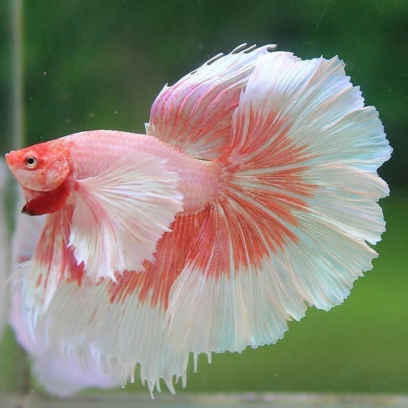 Pinky Halfmoon Dumbo Ear | Scrolller