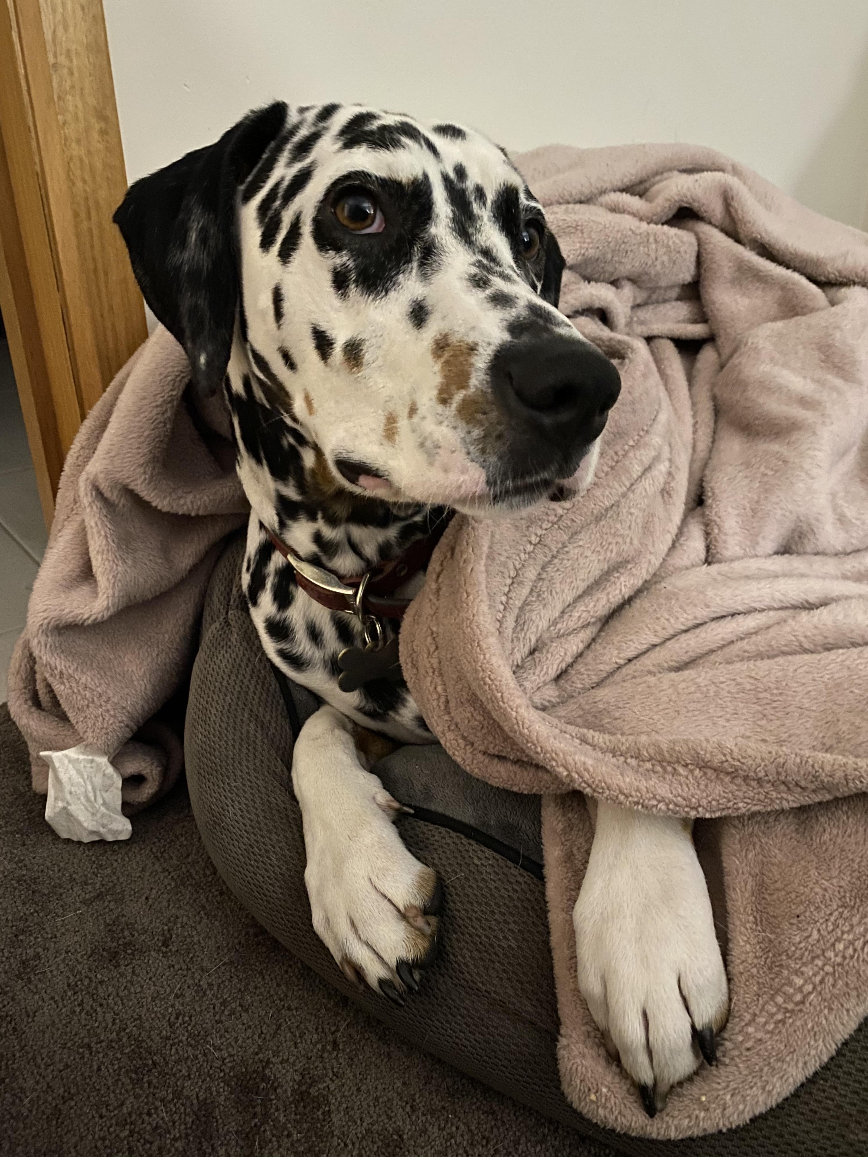 Piper approves of the sub being back | Scrolller