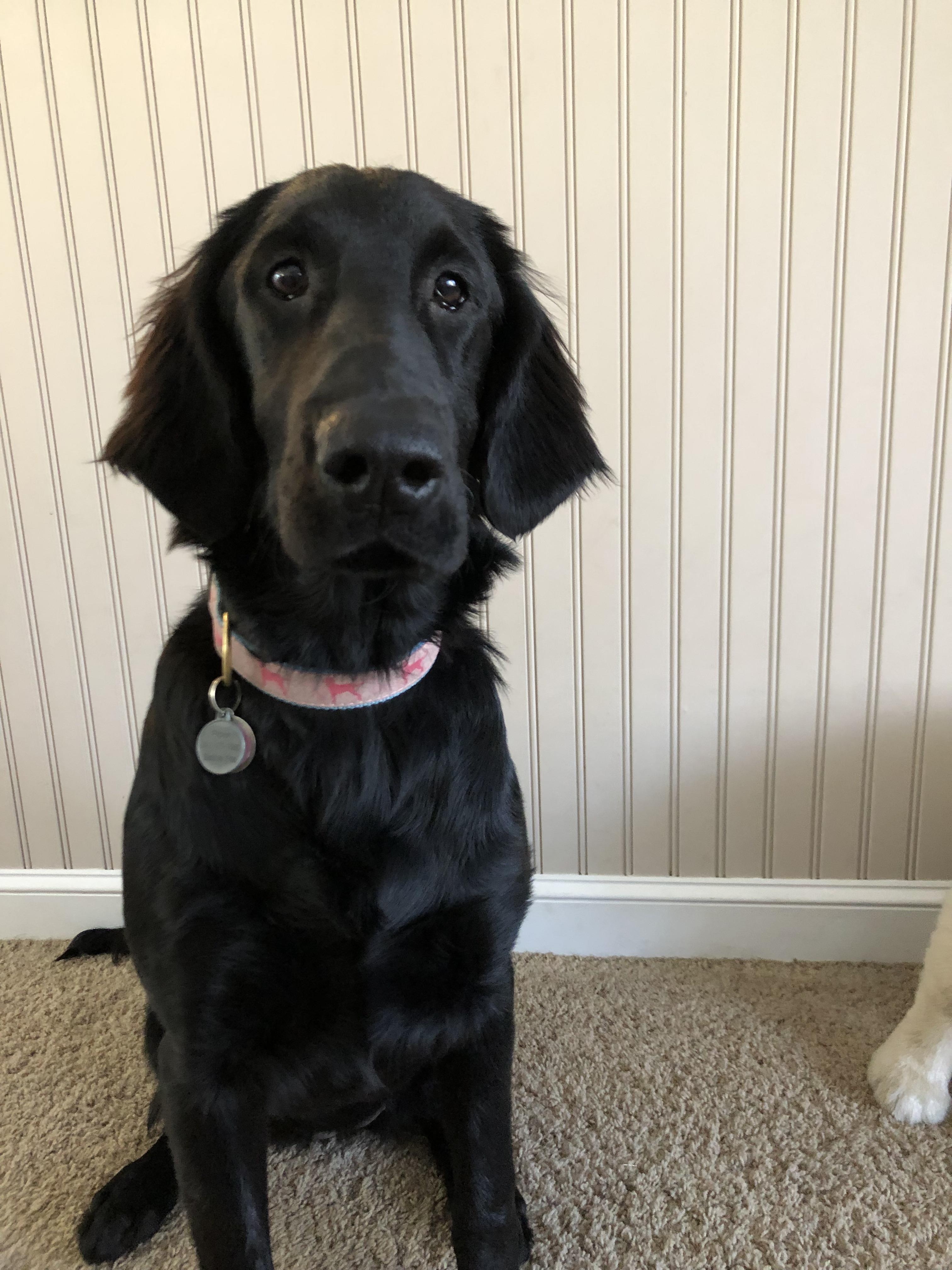 Piper just turned 6 months and she’s such a love! 🐾💕 | Scrolller