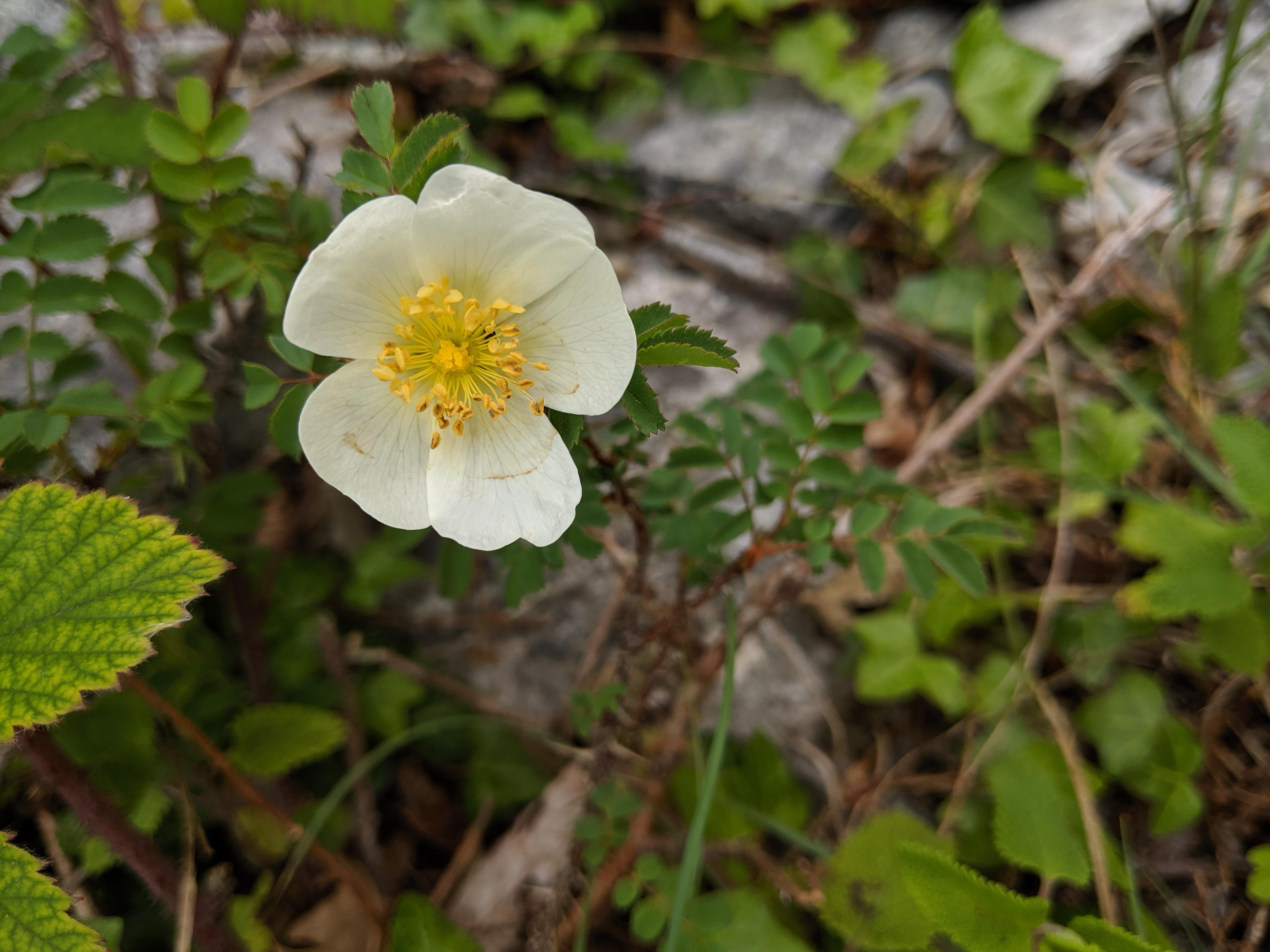 Pixel 3a | Scrolller