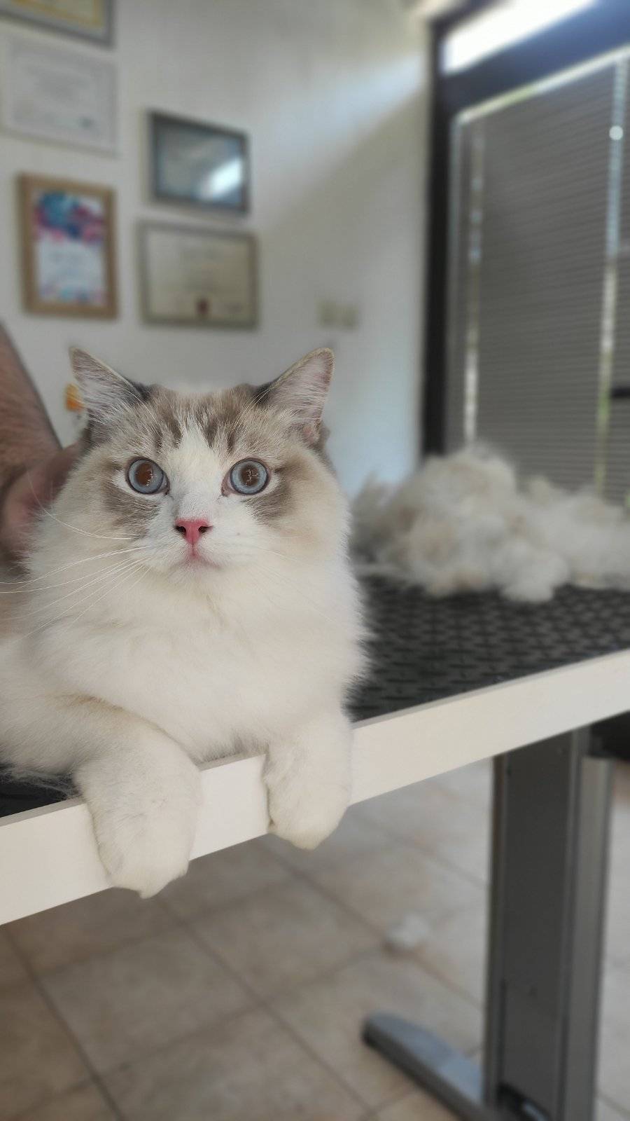 Pixel after grooming | Scrolller