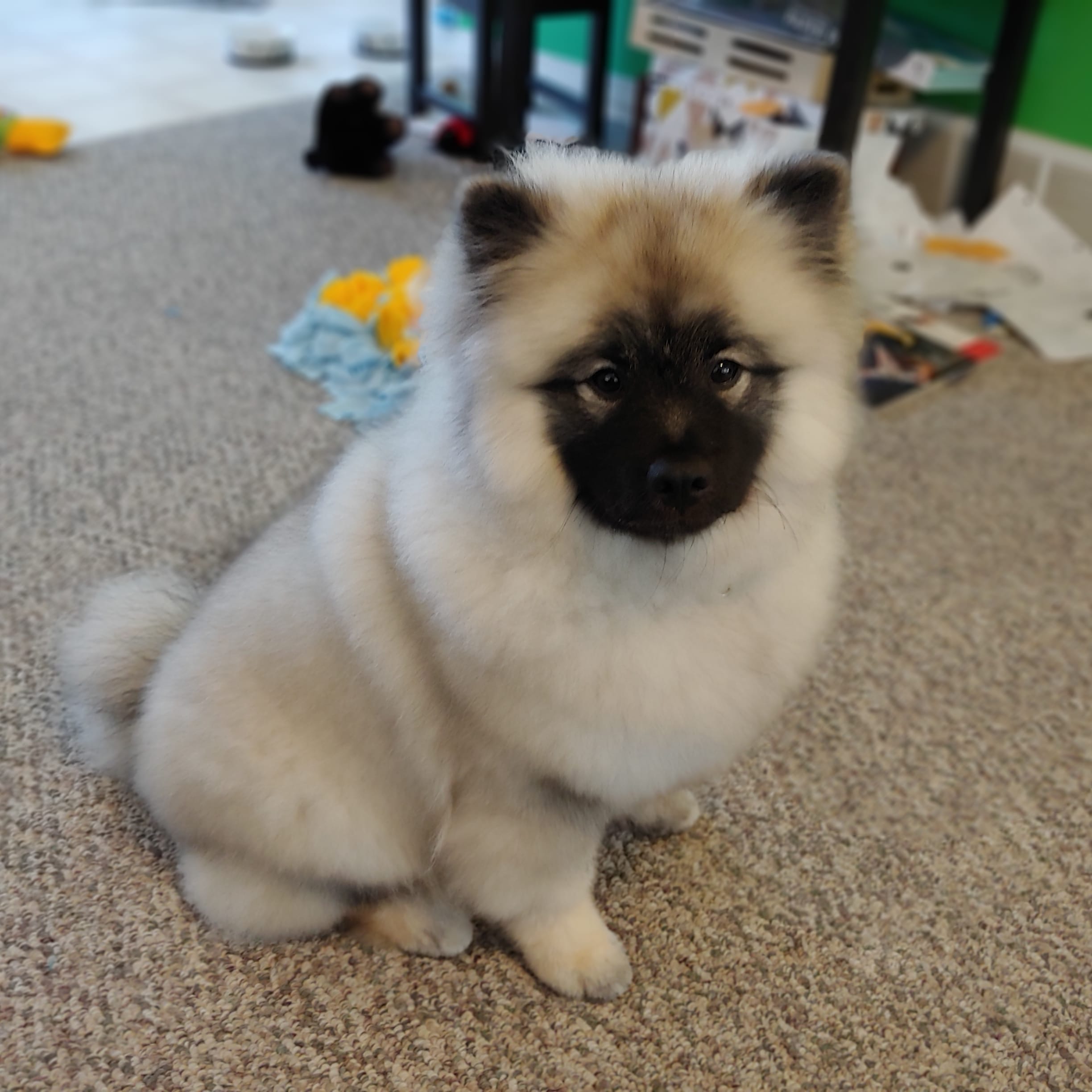 Pixel's first groom! | Scrolller