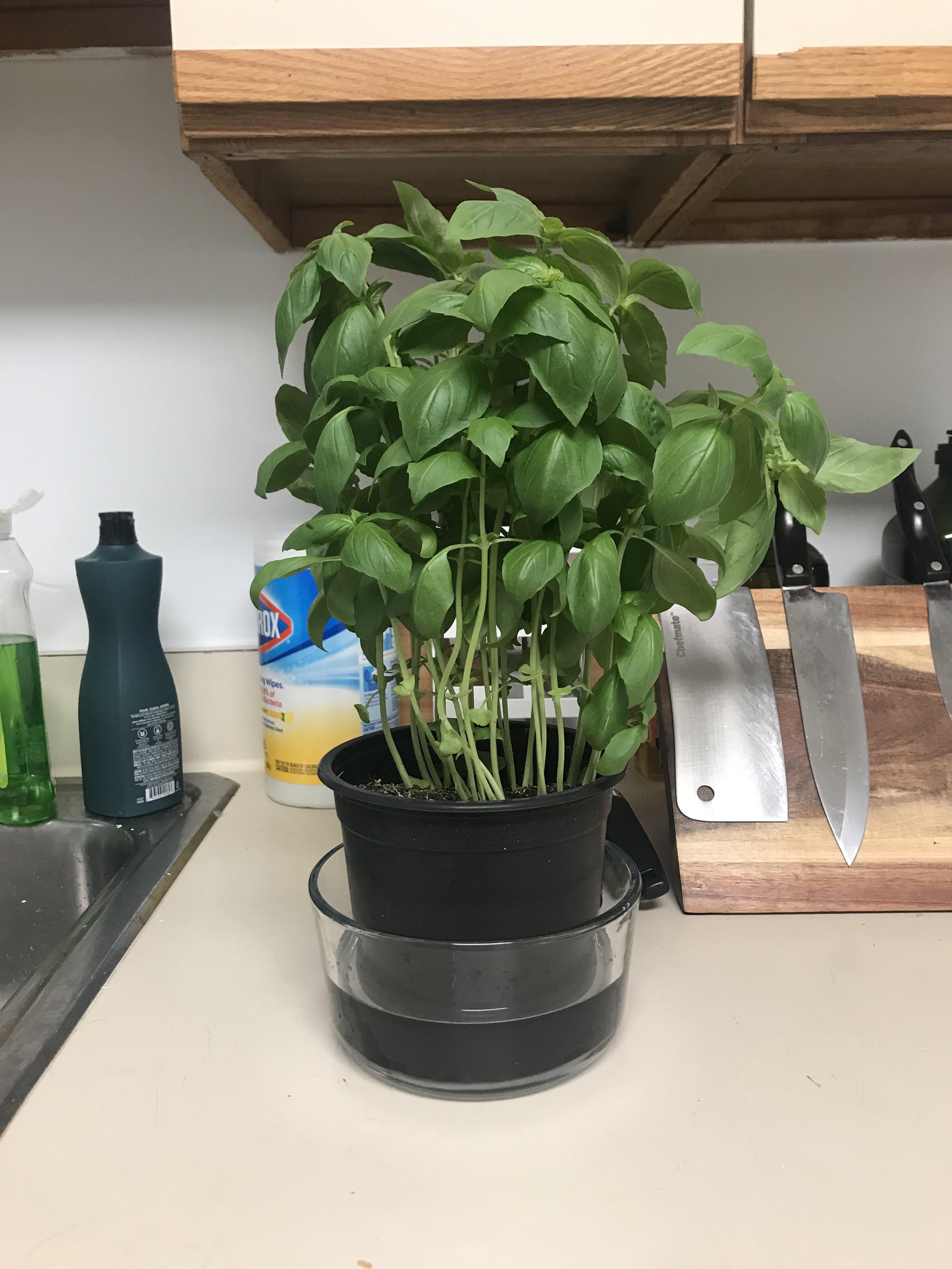 “Plant” | Scrolller