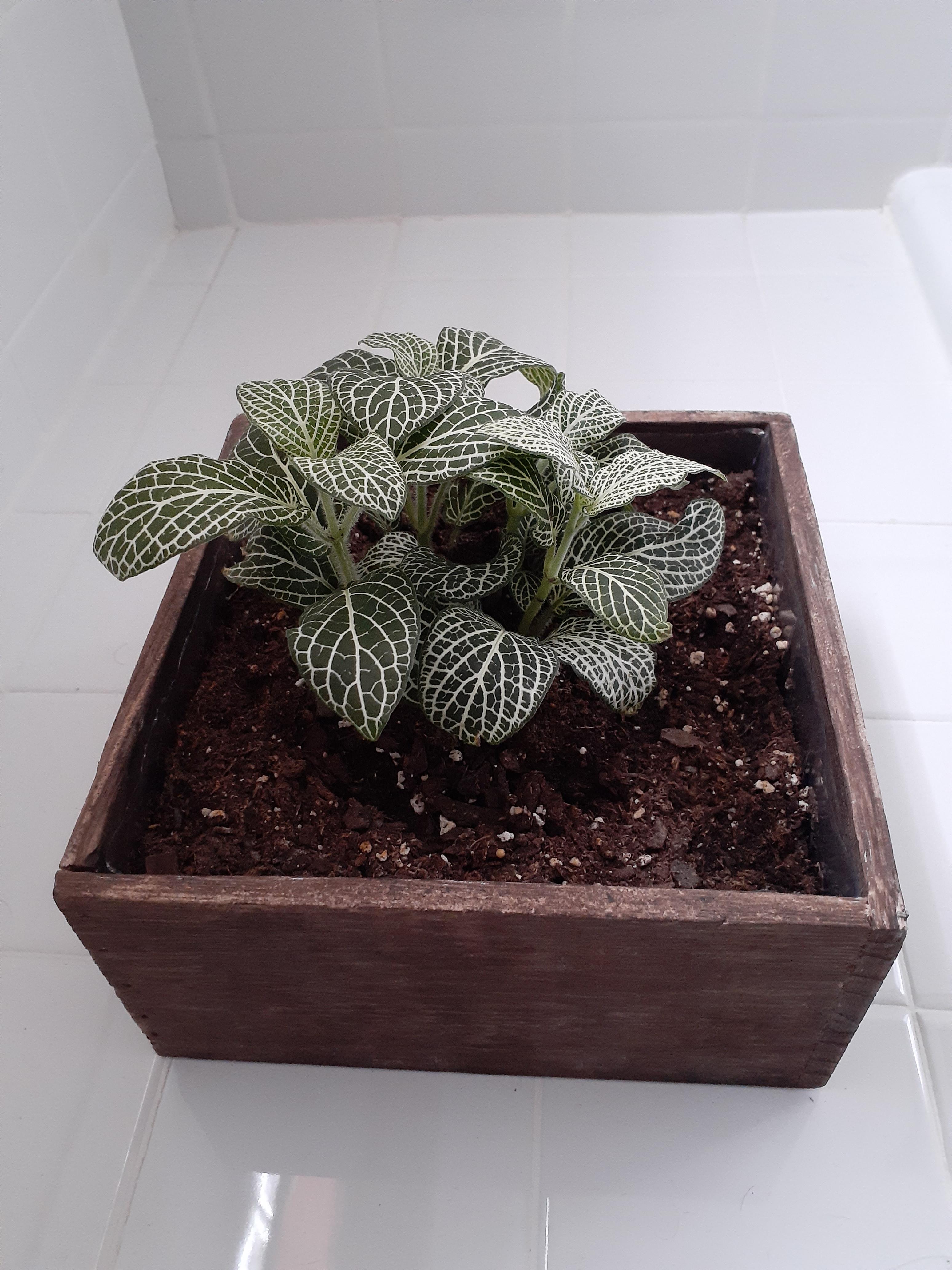 Plant gang has arrived 🌱 | Scrolller