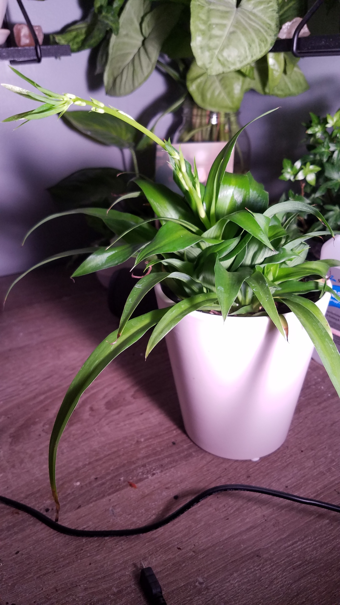 Plant ID? | Scrolller