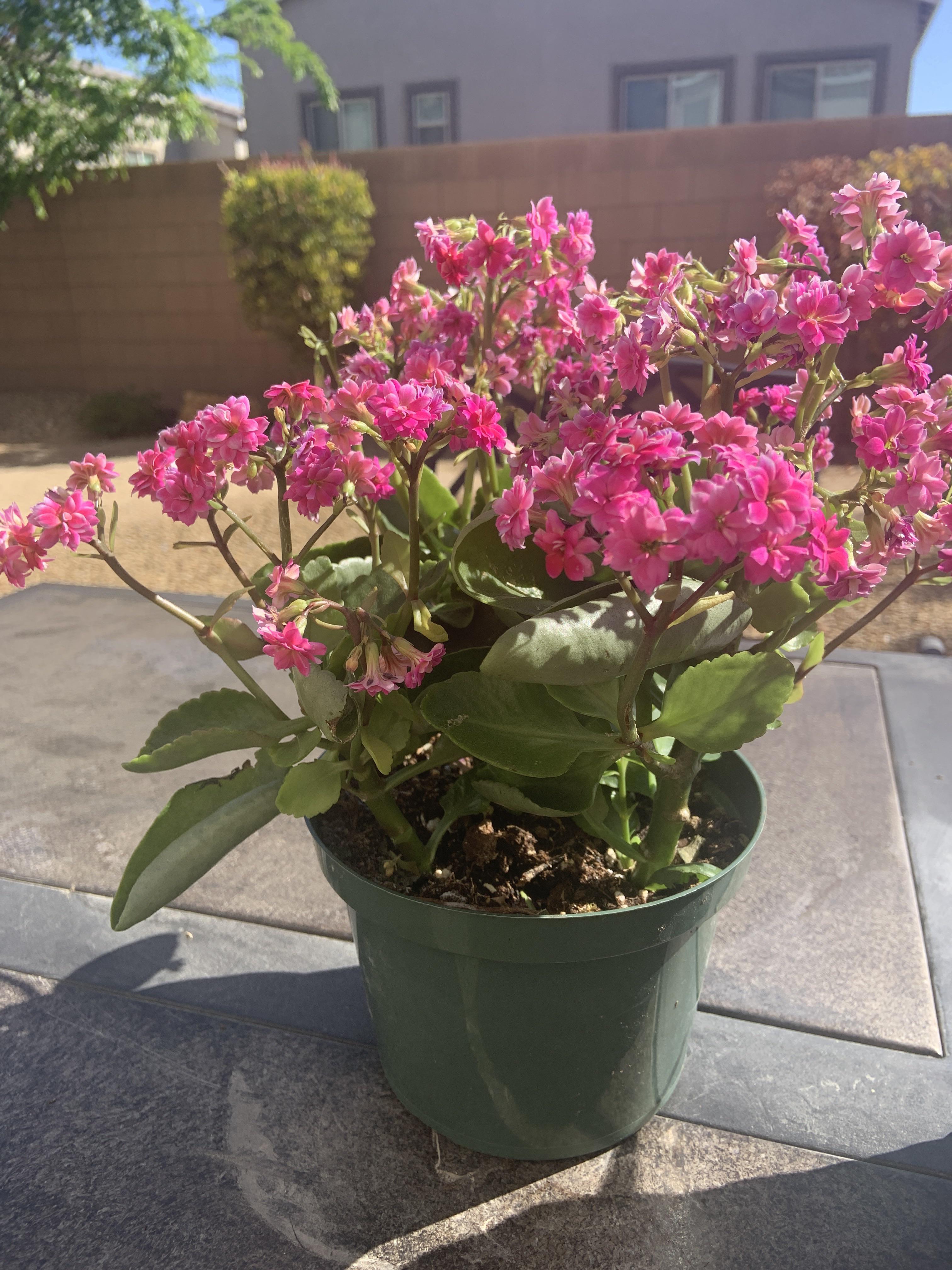 Plant identification | Scrolller