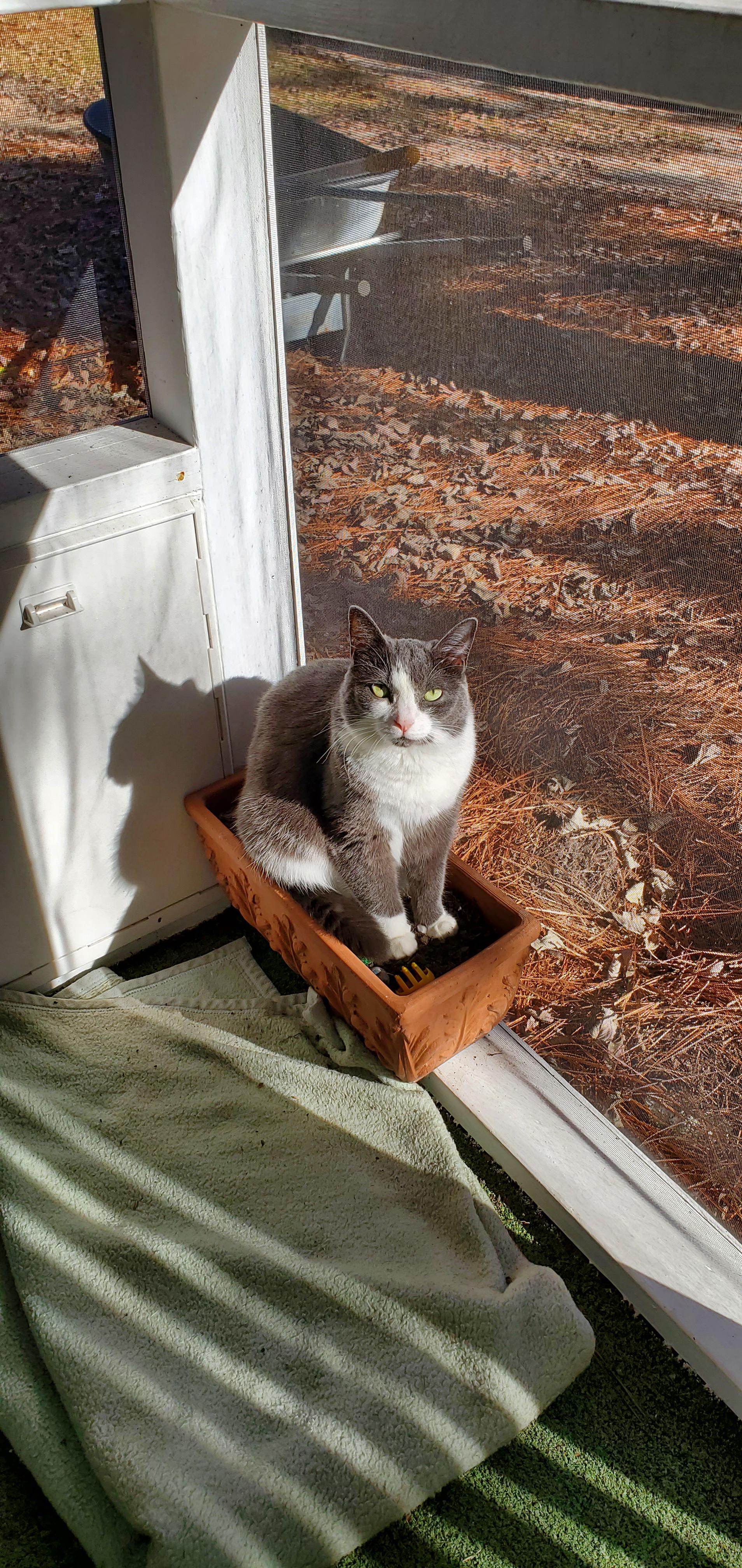 "Plant moar catnip, human!" | Scrolller