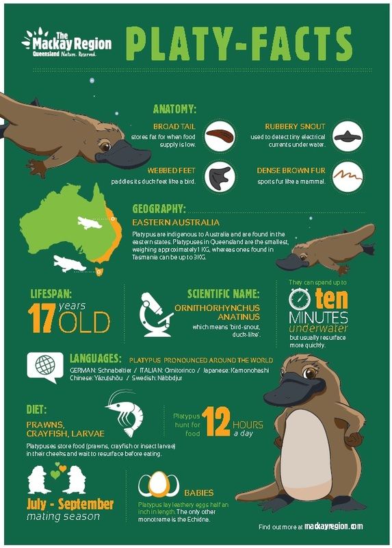 Platypus facts | Scrolller
