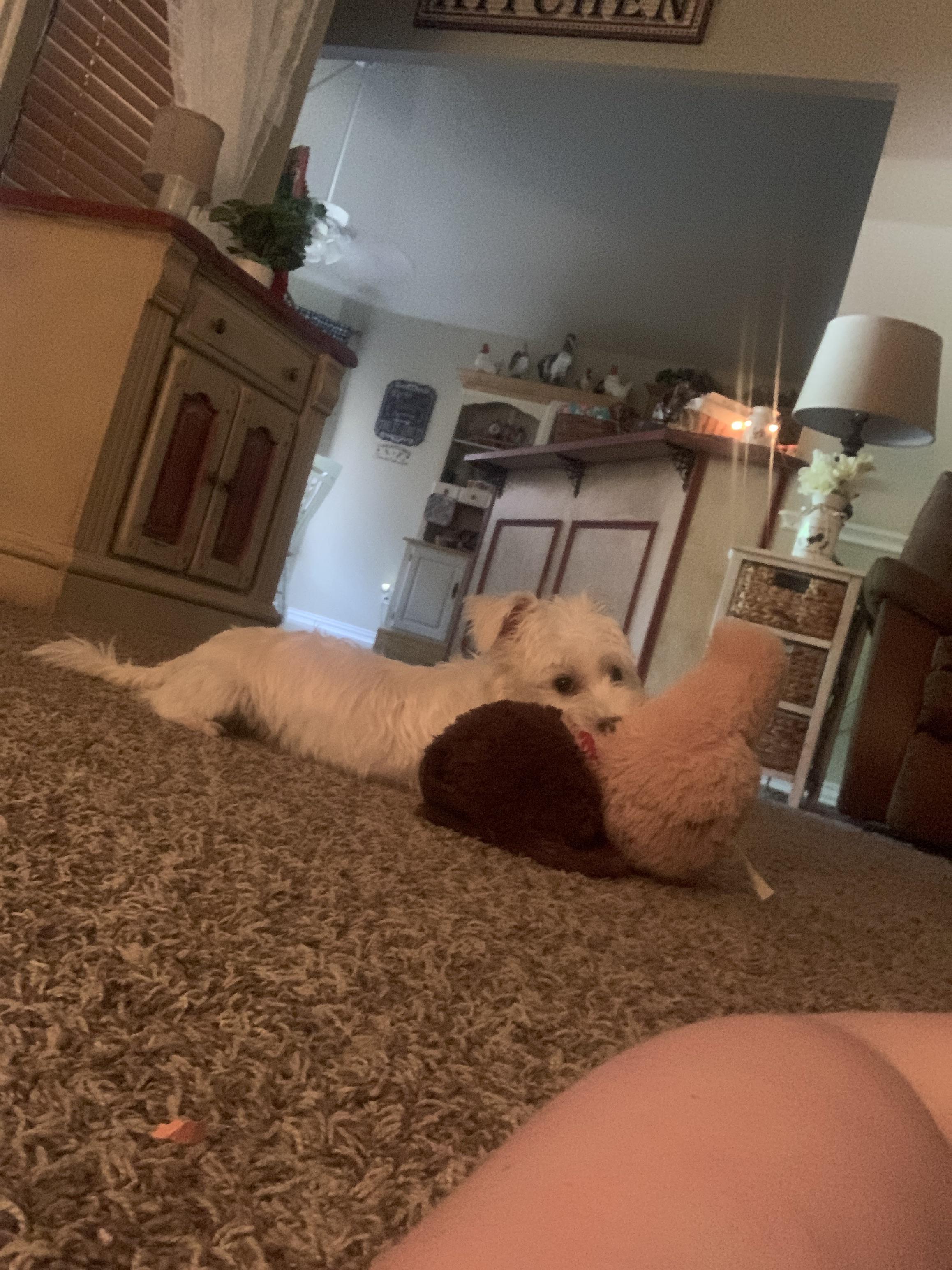 Playful boi | Scrolller