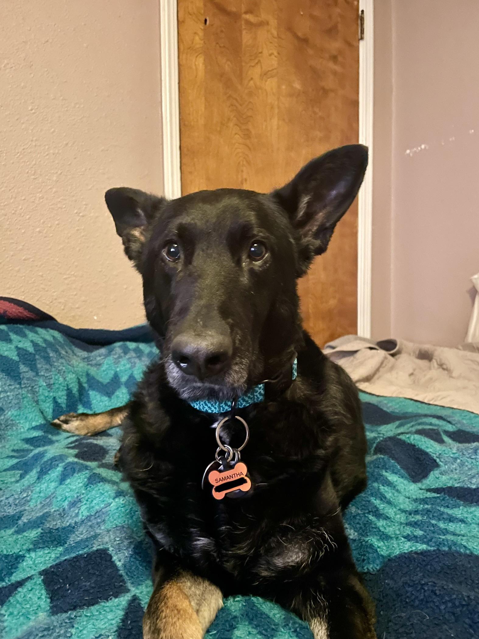 Please don’t kick me off the comfy bed, papa. | Scrolller