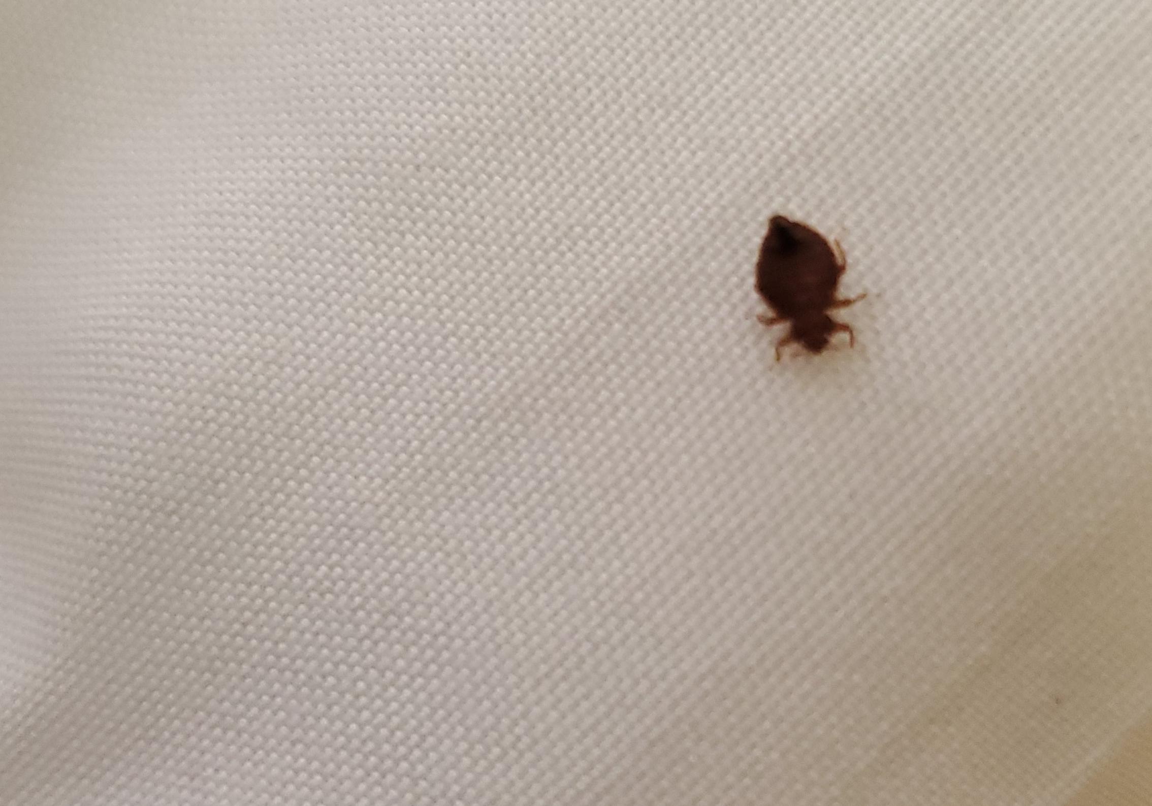 Please help identify? This is def a bedbug right? | Scrolller