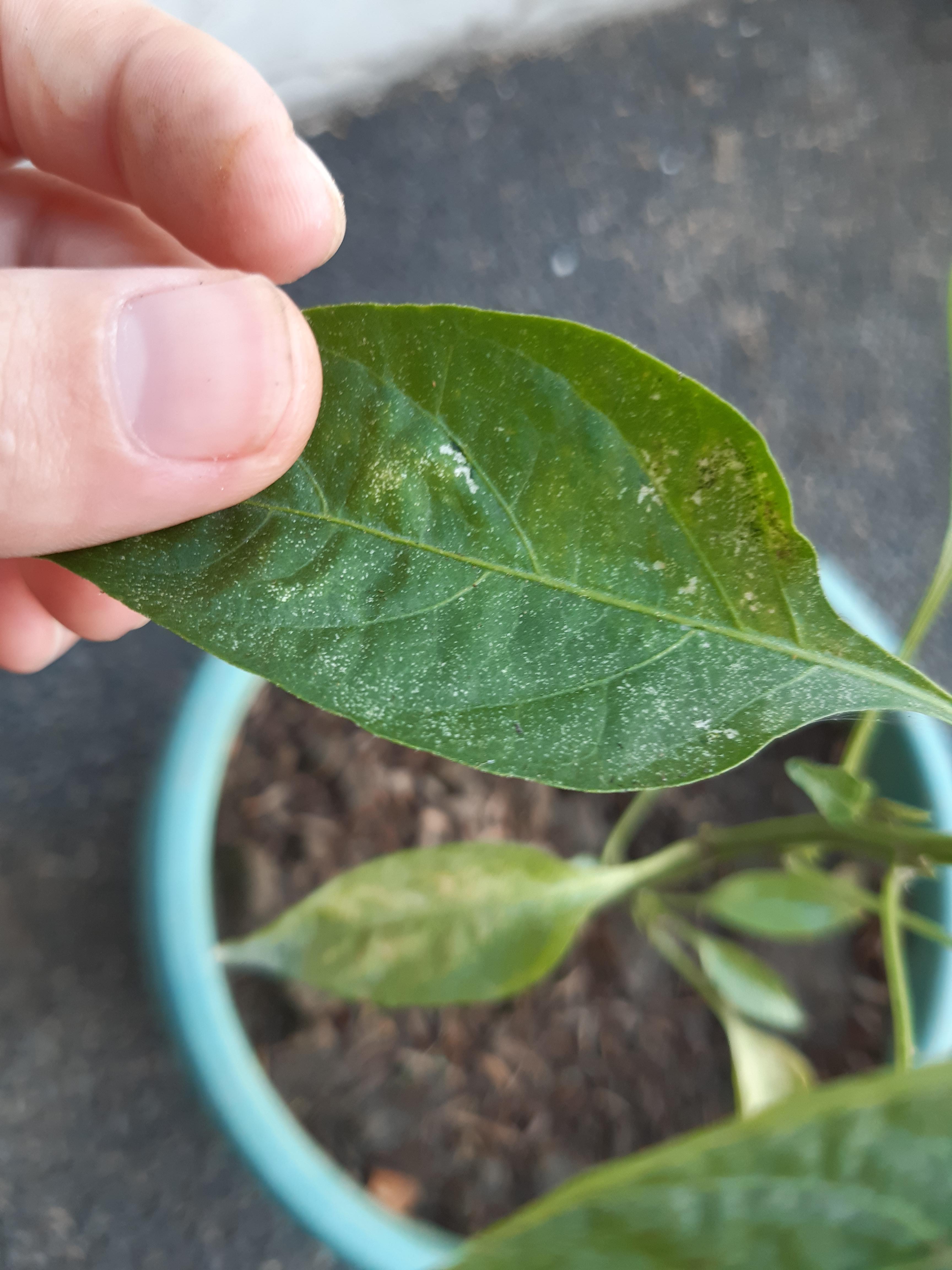 please help! what is causing these white stuff on my pepper plants? 😭 | Scrolller
