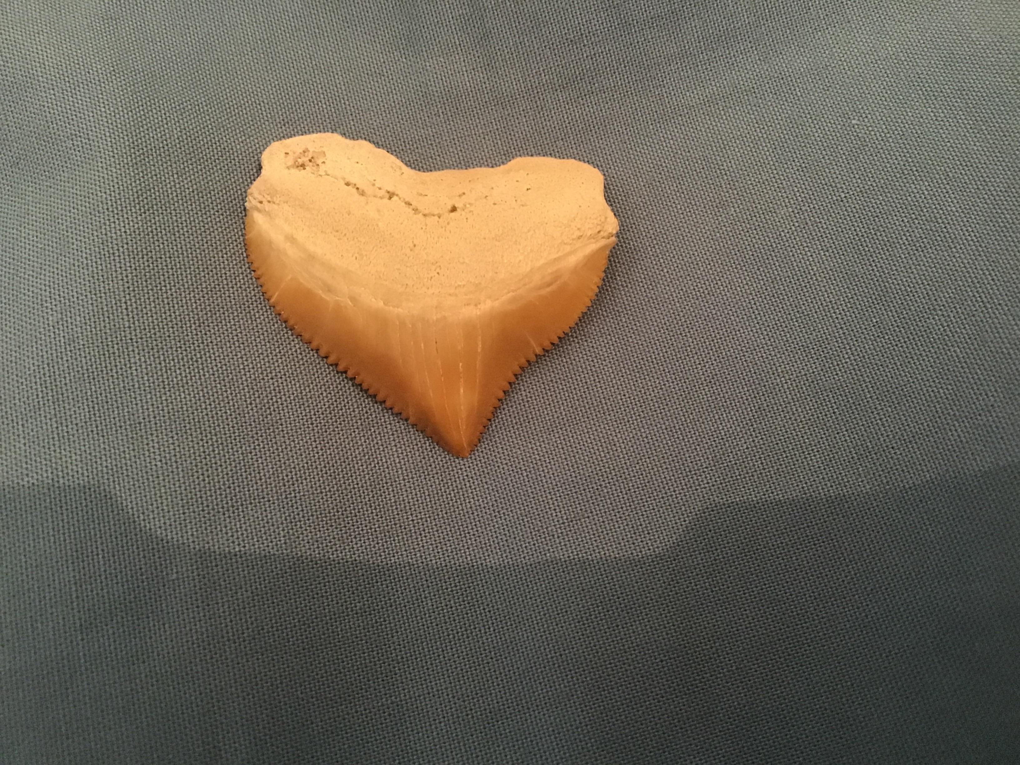 Please identify this shark tooth | Scrolller