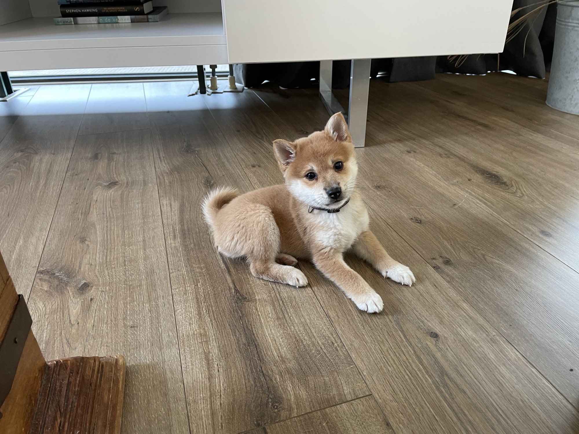 Please meet Fox | Scrolller