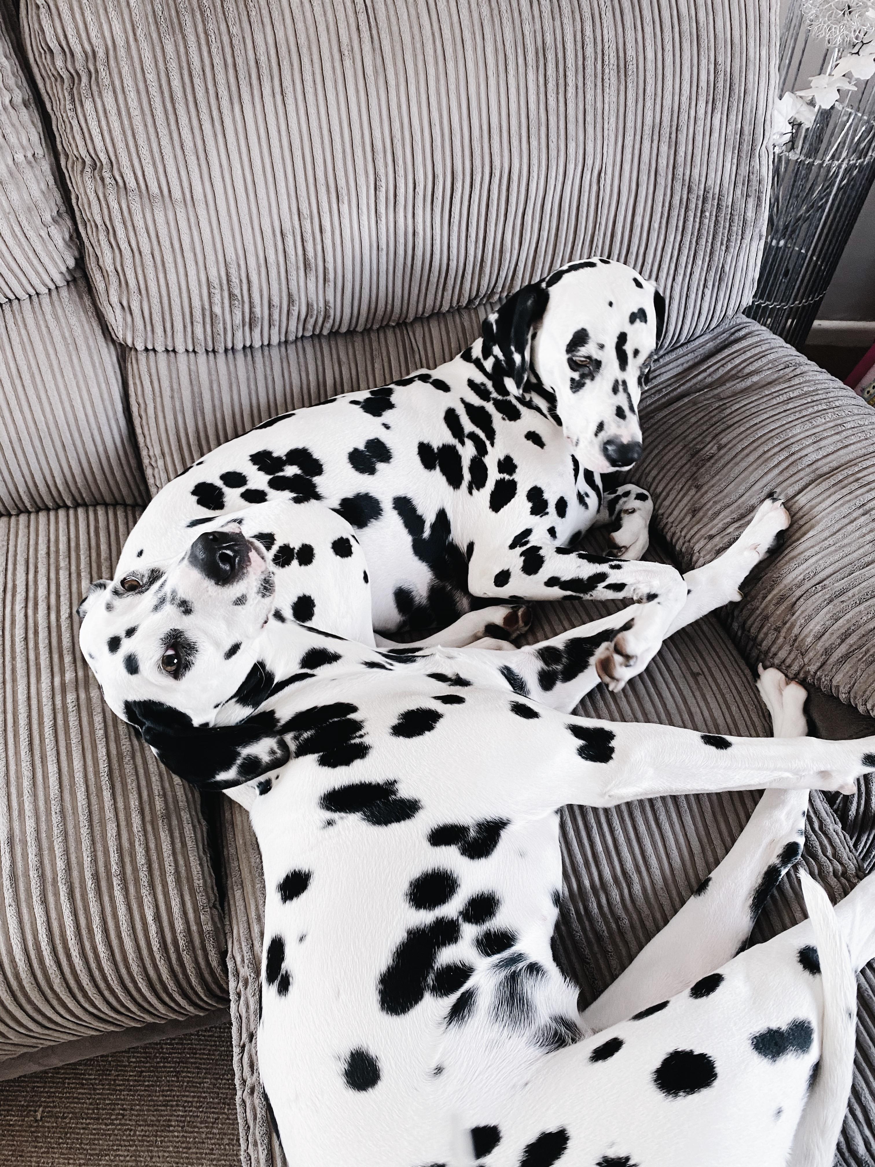 “please pay us attention” | Scrolller