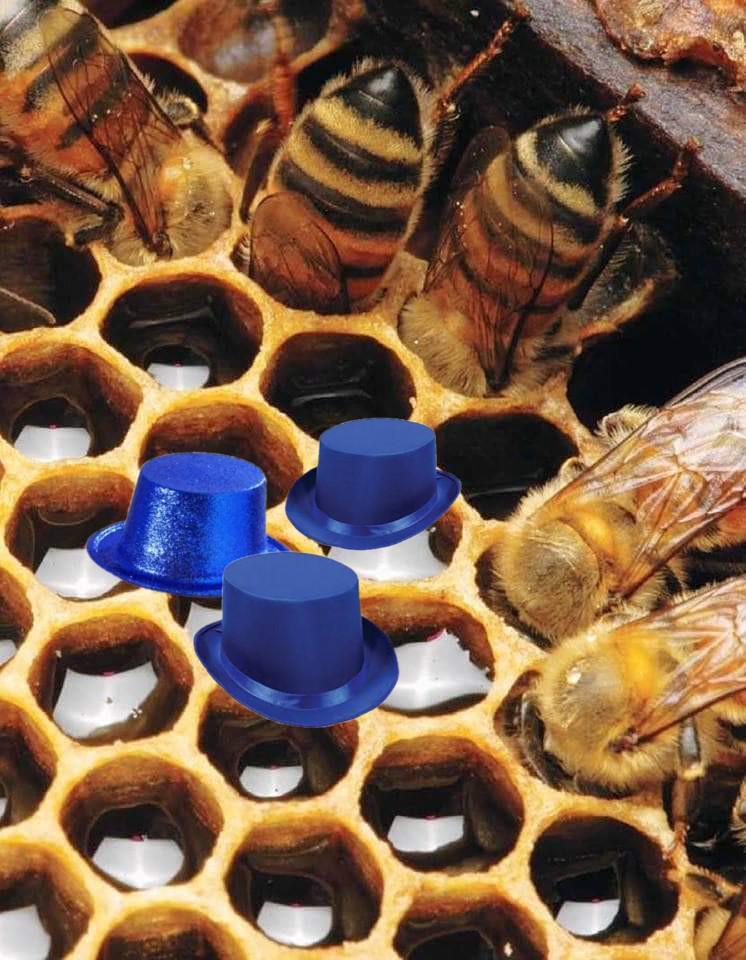 Please remove all hats before entering the hive | Scrolller