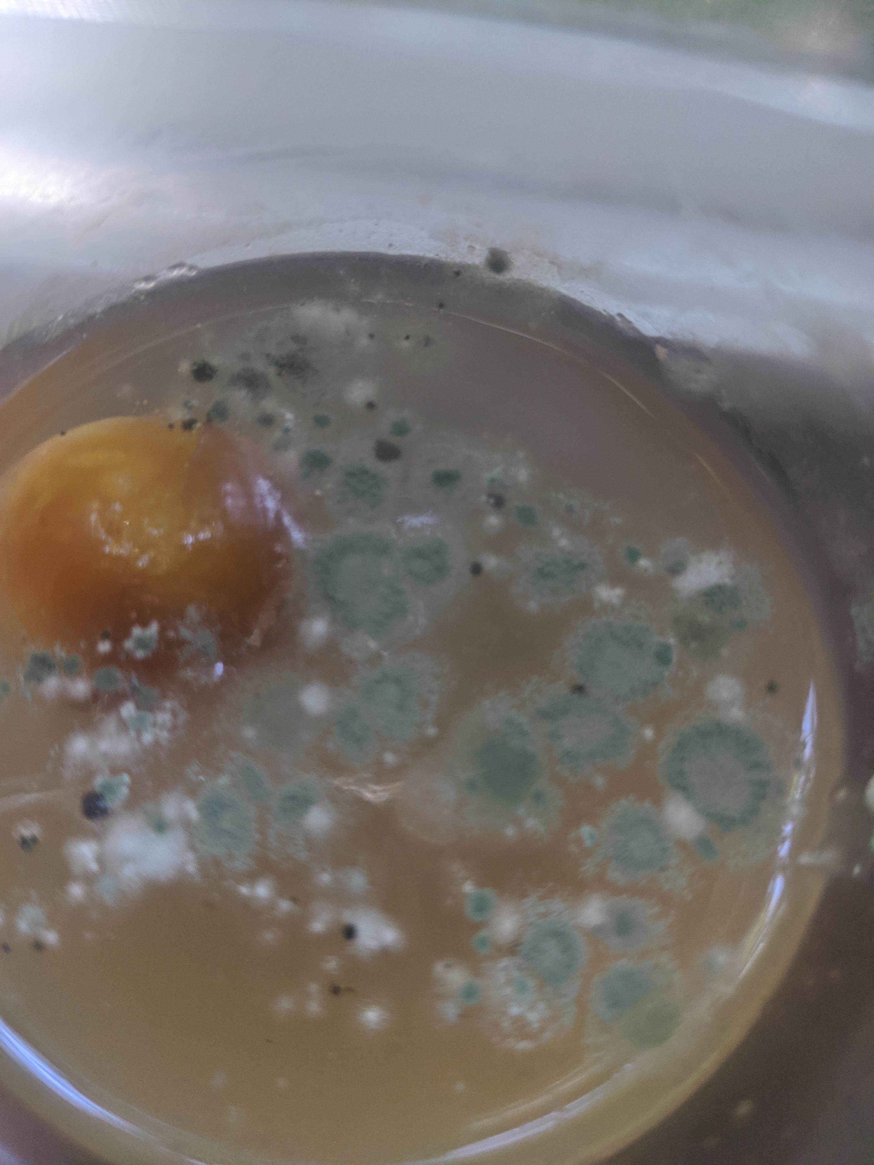 Plum in water | Scrolller