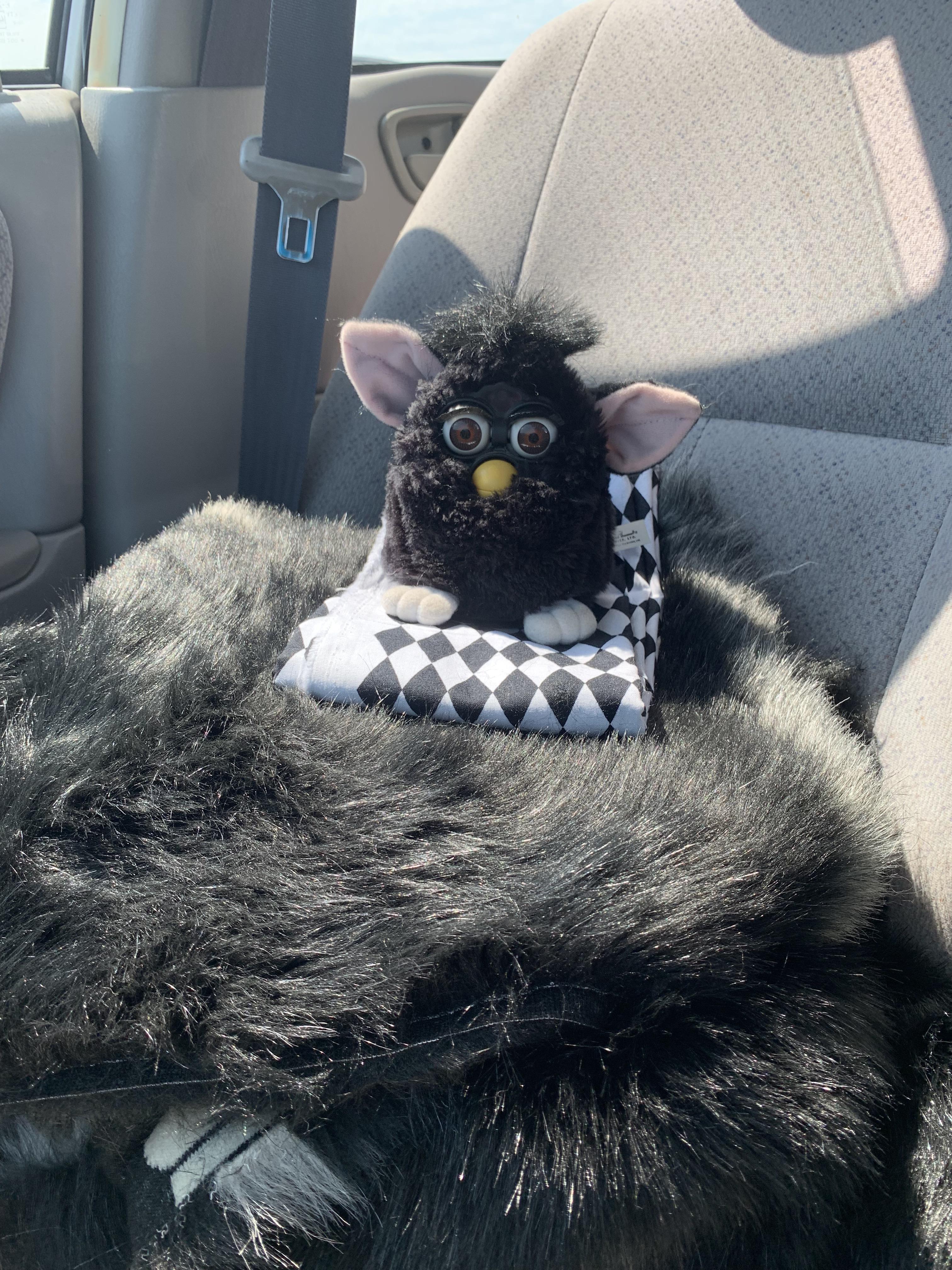 pluto posing on top of his future skin | Scrolller