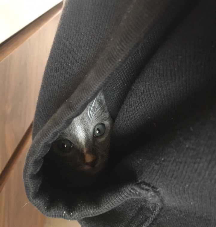 Pocket buddy | Scrolller