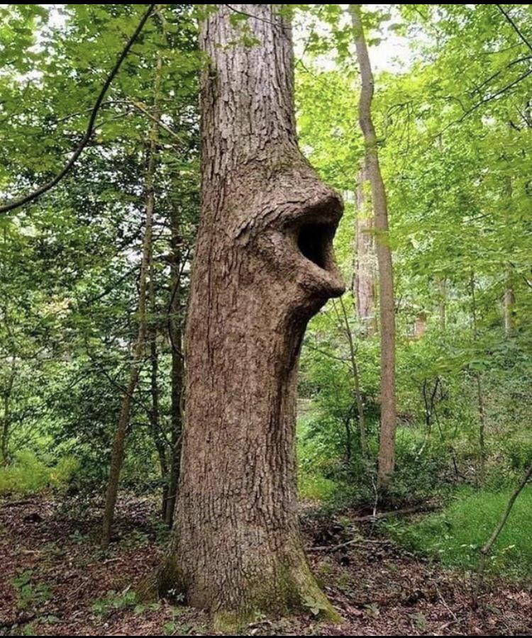 Pog log, loggers…. Trog | Scrolller