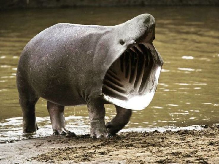 Pogchamp evolved | Scrolller