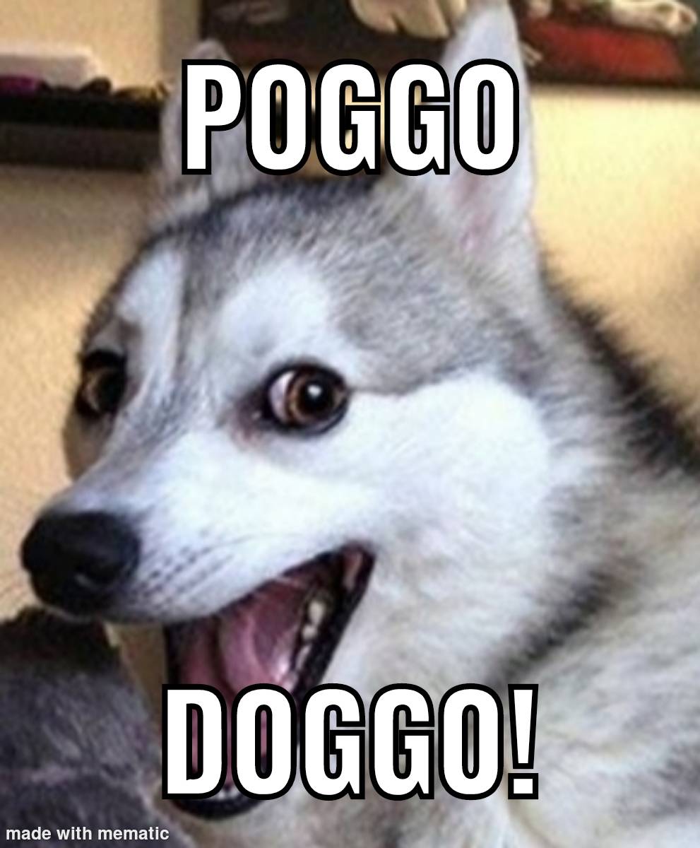 Poggo Doggo! | Scrolller
